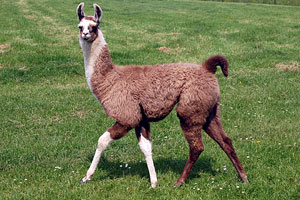 Llama & Alpaca Feed | North Fulton Feed & Seed | 12950 Hwy 9 N ...