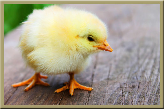 2017 Chick Days are Here at North Fulton Feed & Seed! - North Fulton ...