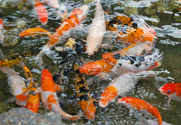 Fish Feed - North Fulton Feed & Seed