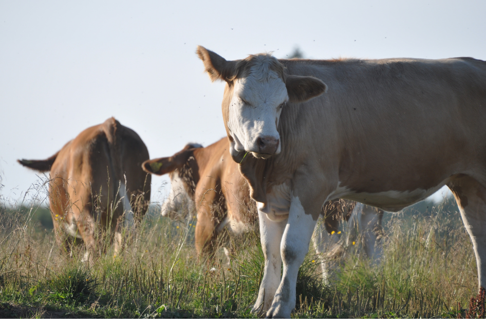 Beat The Buzz Cattle Fly Control Program North Fulton Feed And Seed