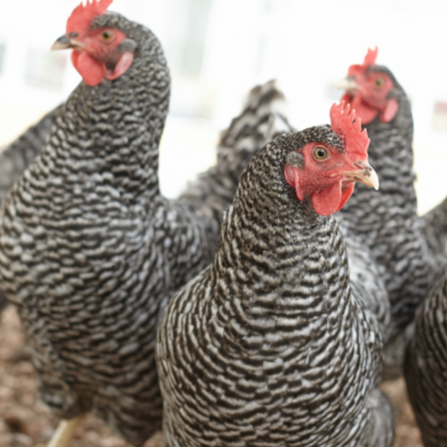 How to Switch to a Chicken Layer Feed - North Fulton Feed & Seed
