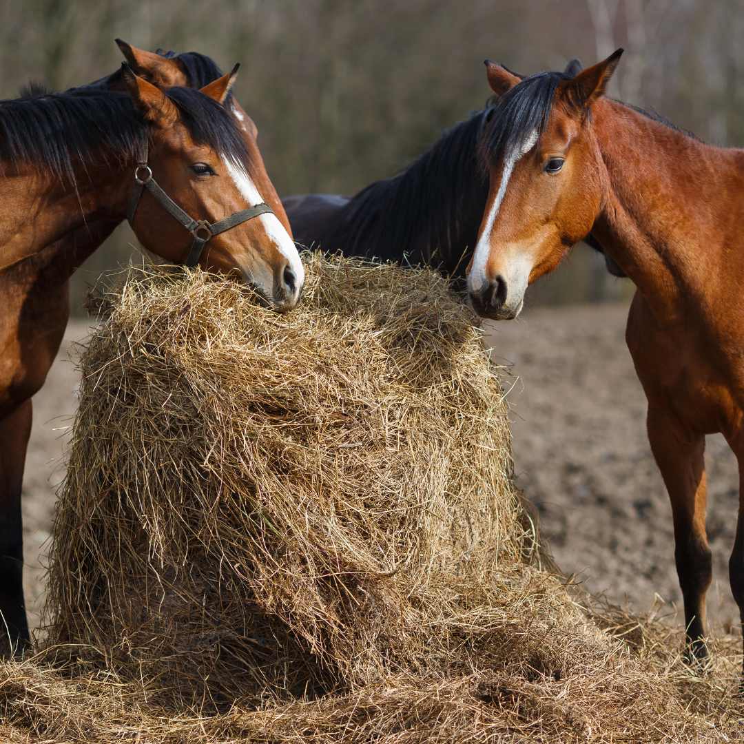 Choosing Hay for Horses - North Fulton Feed & Seed