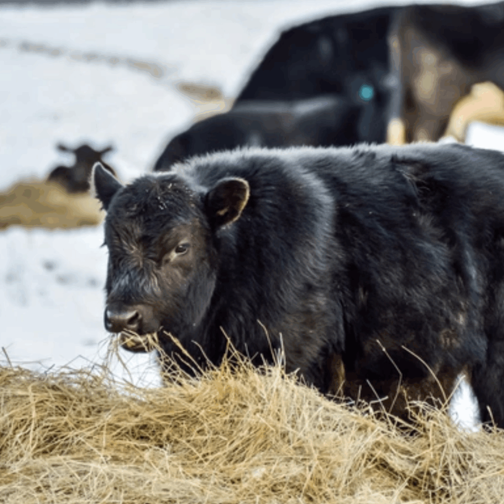 Winter Feeding Tips for Livestock in North Georgia - North Fulton Feed ...