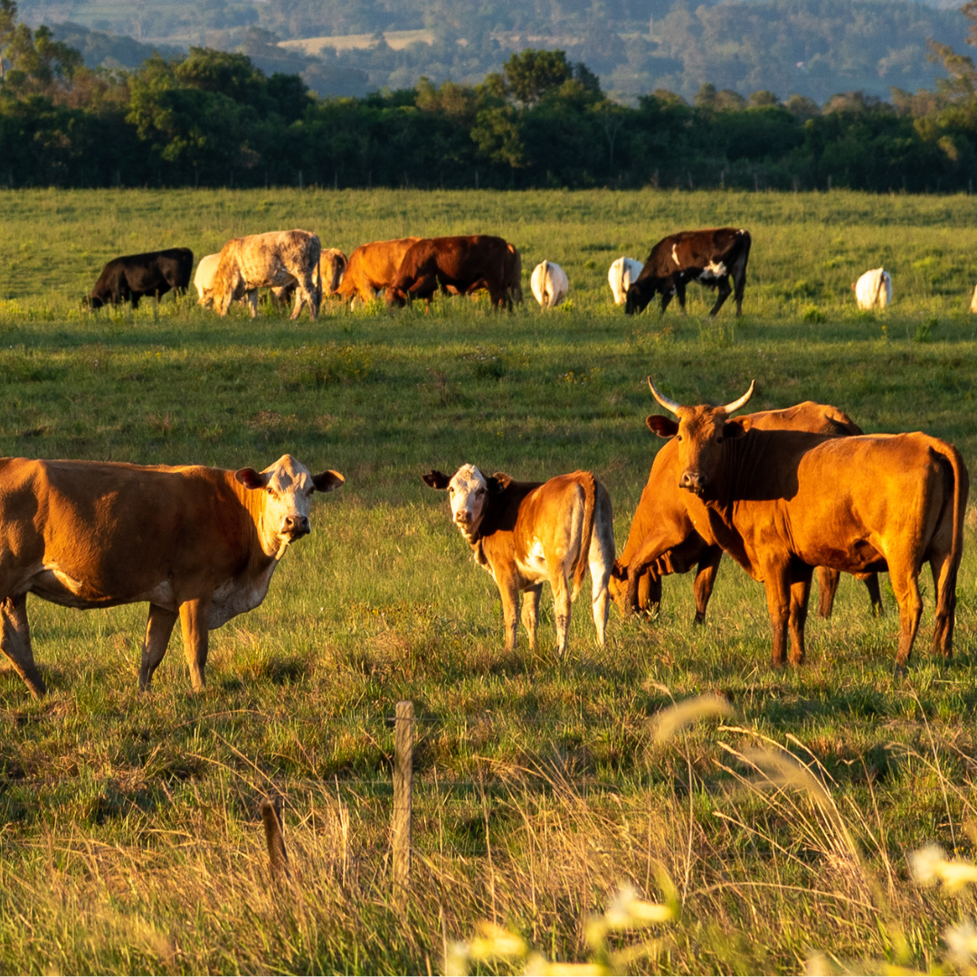 How to Transition Livestock from Hay to Fresh Pasture in Georgia ...